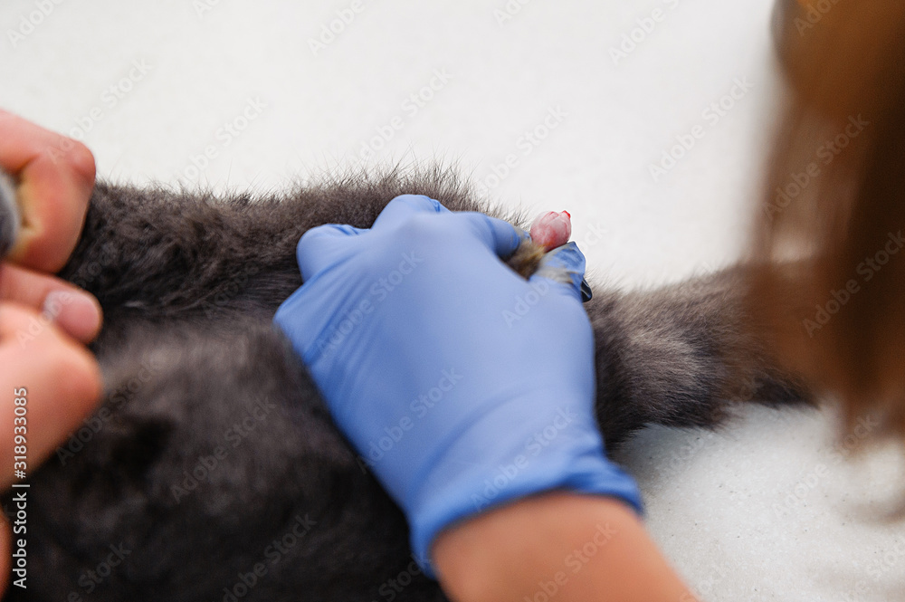 The operation to remove the testicles of a cat. Sterilization of a pet ...