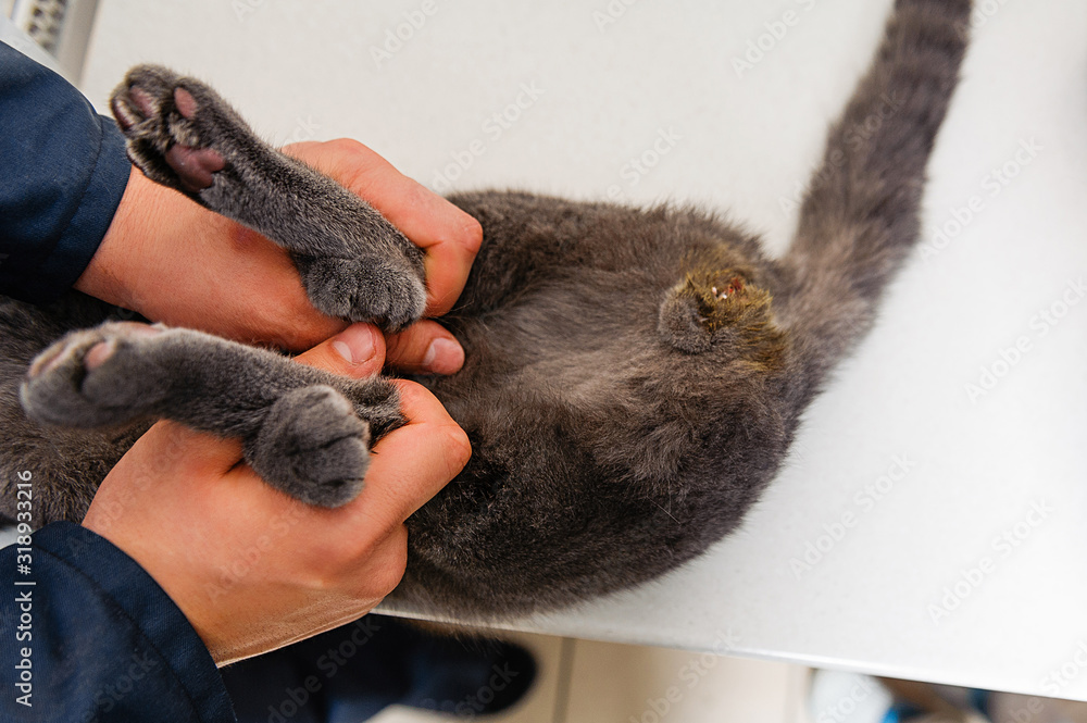 The operation to remove the testicles of a cat. Sterilization of a pet ...