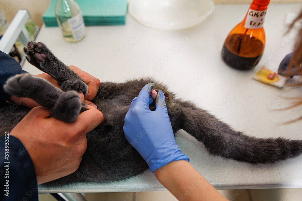 The operation to remove the testicles of a cat. Sterilization of a pet ...