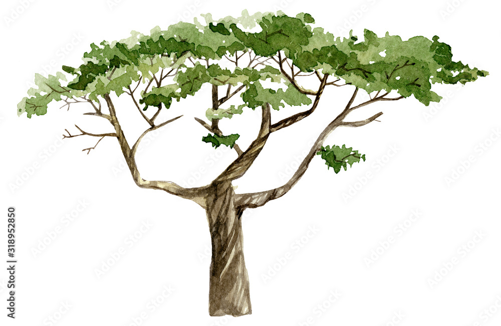 Watercolor hand painted nature tree isolated on white background ...