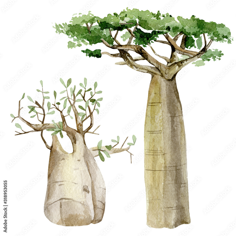 Watercolor southern trees Baobab set in the savannah isolated on white ...