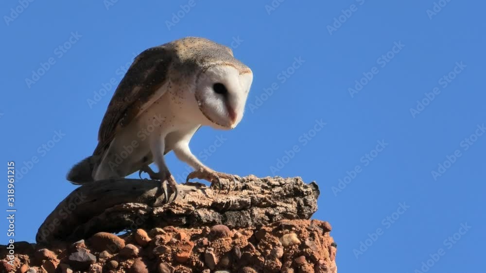 Side view of Barn owls, Tyto alba, nocturnal bird on a tree in blue sky ...