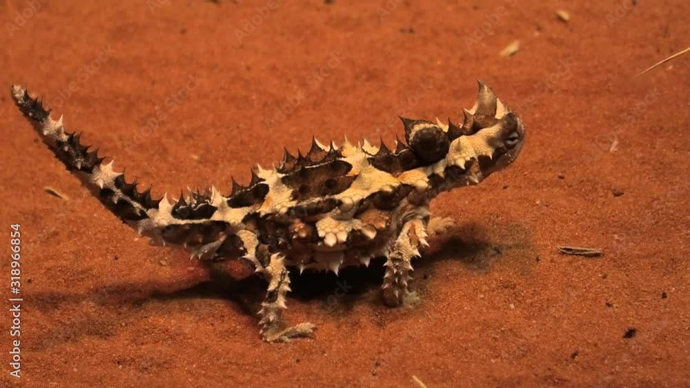 Vidéo Stock Thorny devil, Moloch horridus, on red sand in Desert Park ...