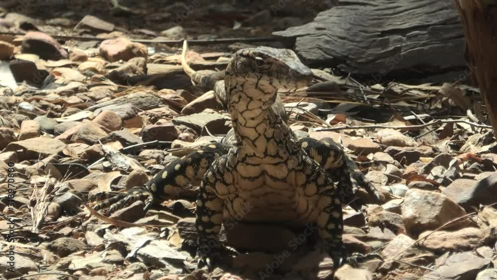 Front view of Perentie, Varanus giganteus, the largest monitor lizard ...