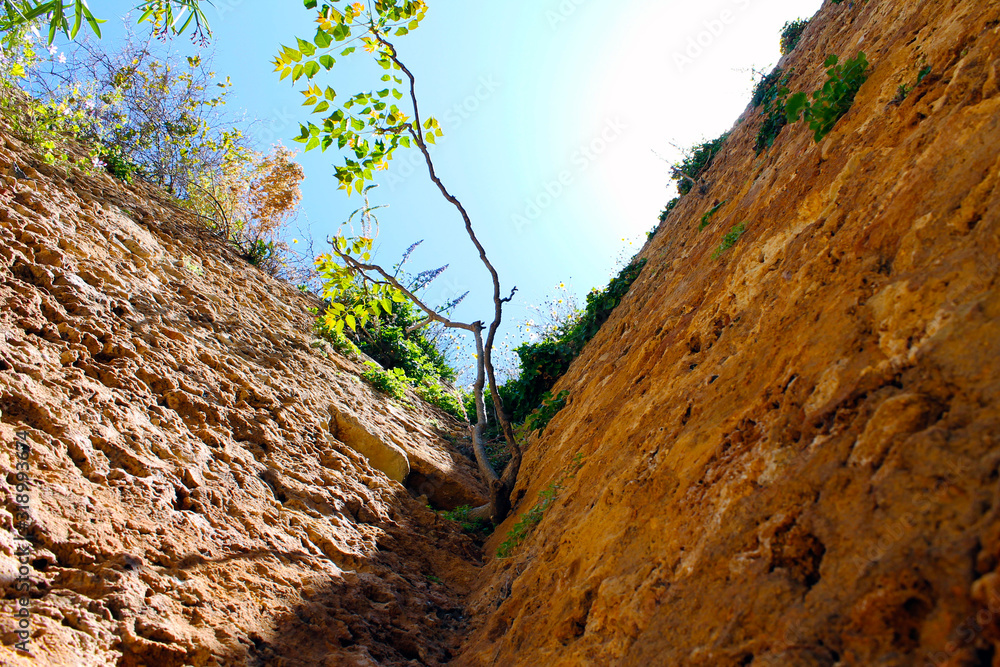 Crete Greece ancient tower tree grows in difficult conditions Stock ...