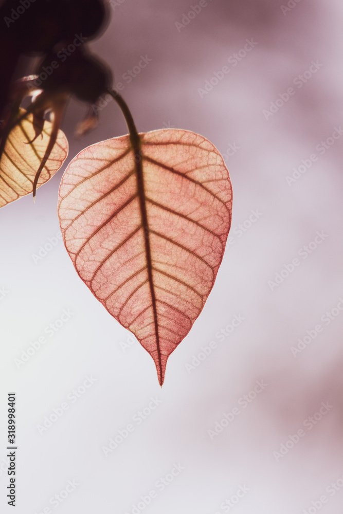 Green Bo leaf with Sunlight in the morning, Bo tree representing ...