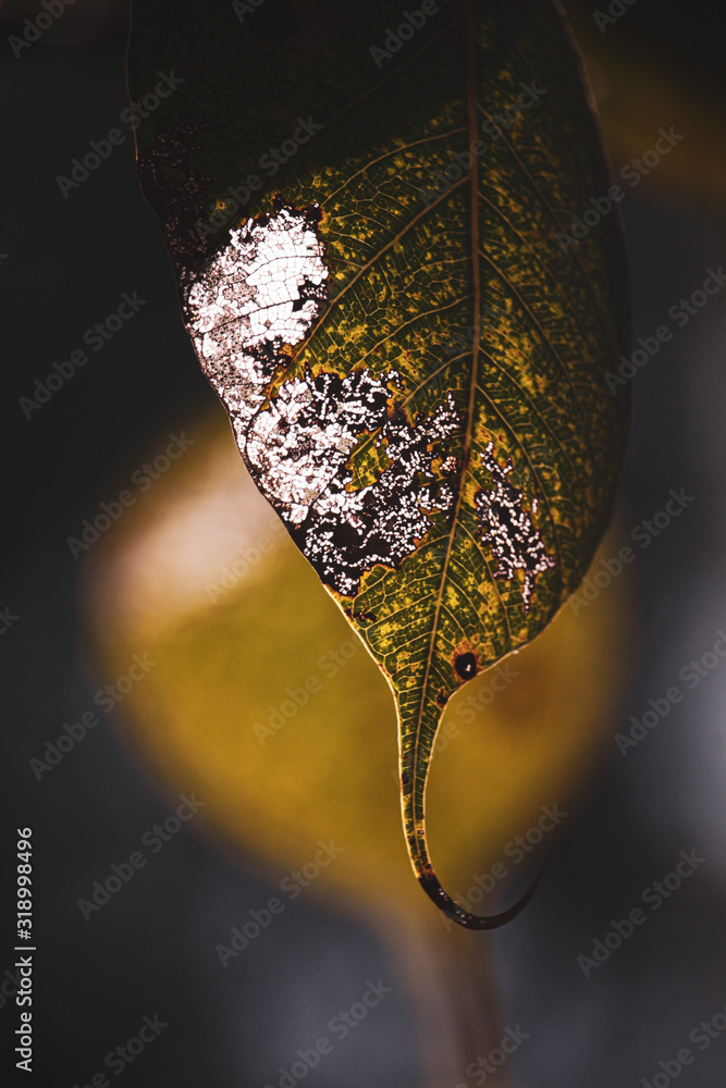 Green Bo leaf with Sunlight in the morning, Bo tree representing ...