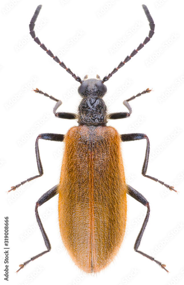 Lagria hirta is a species of darkling beetles belonging to the family ...