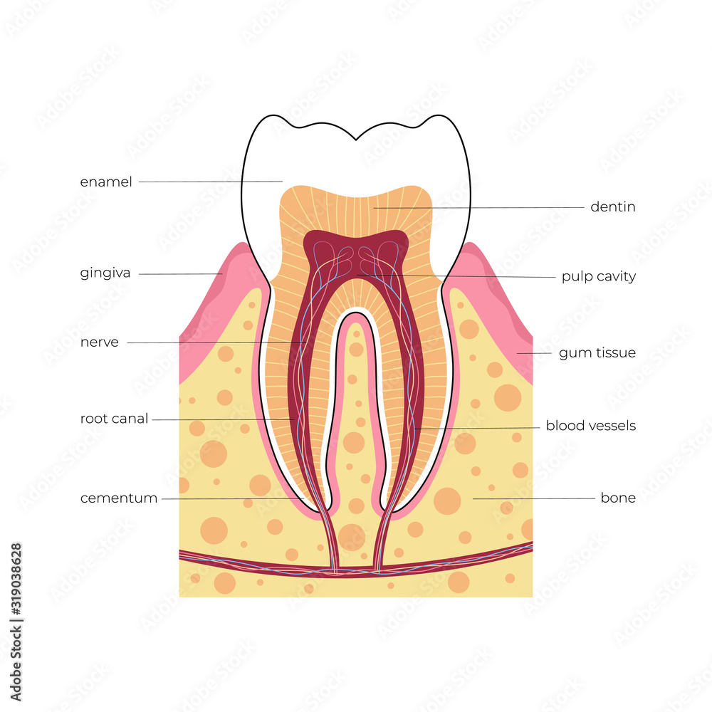 Vector isolated illustration of tooth Stock Vector | Adobe Stock