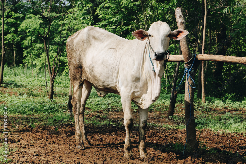 Ongole Crossbred cattle or Javanese Cow or White Cow or sapi peranakan ...