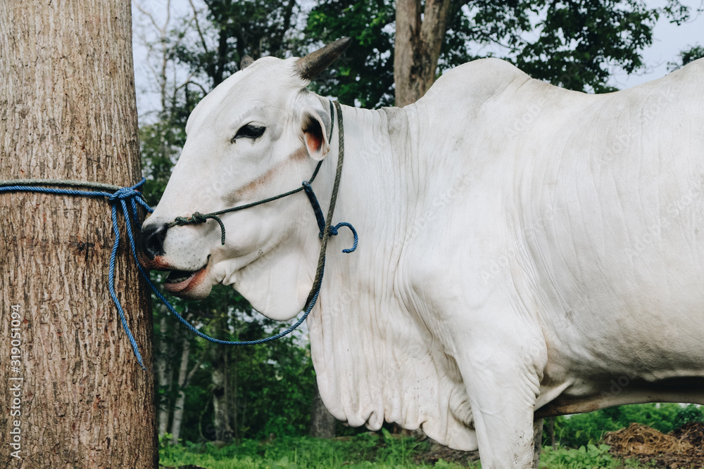 Ongole Crossbred cattle or Javanese Cow or White Cow or sapi peranakan ...