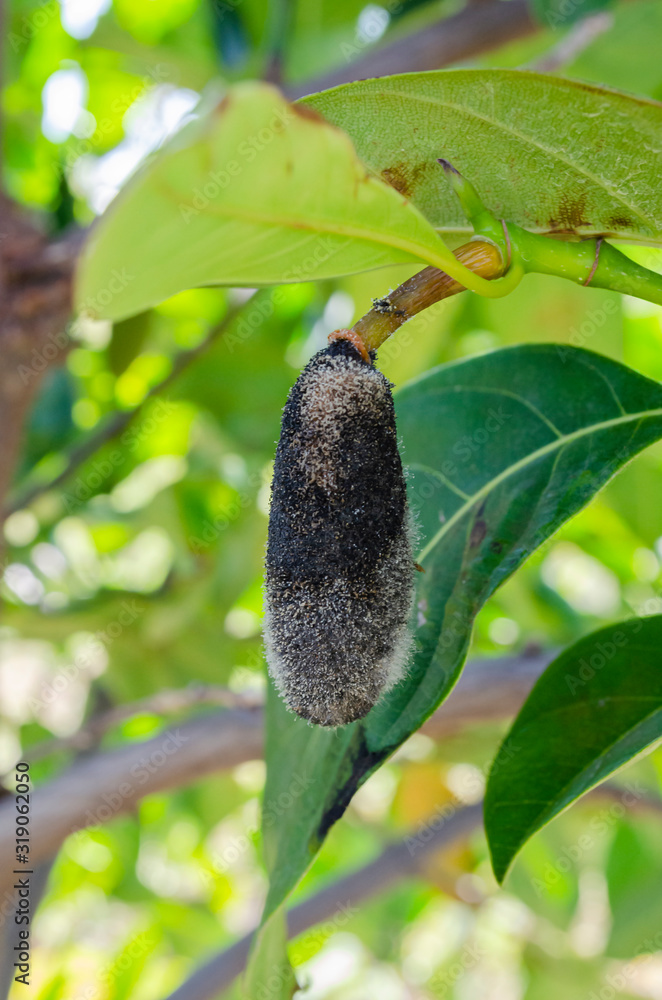 Jackfruit Rhizopus Rot Disease Stock Photo | Adobe Stock