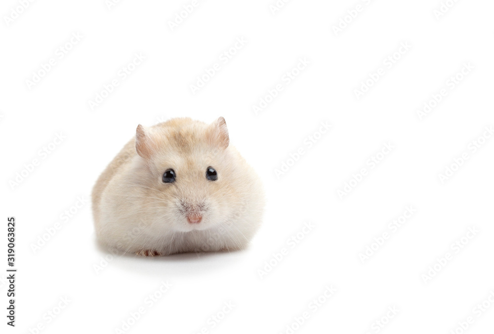 Dwarf fluffy hamster isolated on white background, front view Stock ...