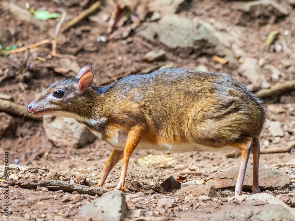 The smallest known hoofed mammal is the Lesser Mouse Deer with a mature ...