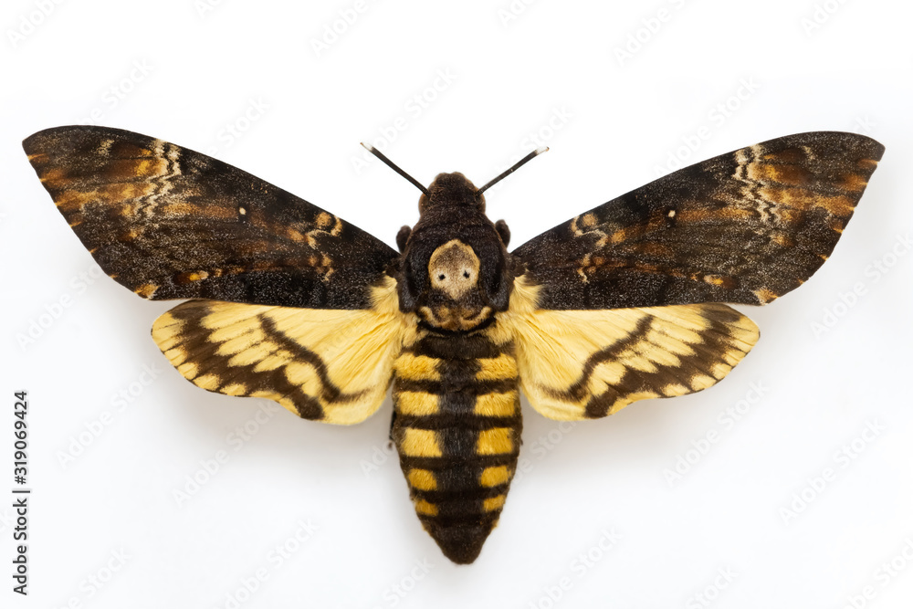 Sphingidae moth - Acherontia atropos isolated on white background. Also ...
