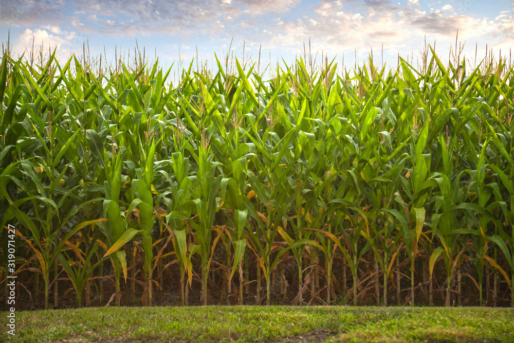 Summer corn side view in sunshine with clouds Stock Photo | Adobe Stock