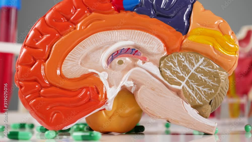 Anatomy model of a human brain. Camera sliding slowly around the object ...