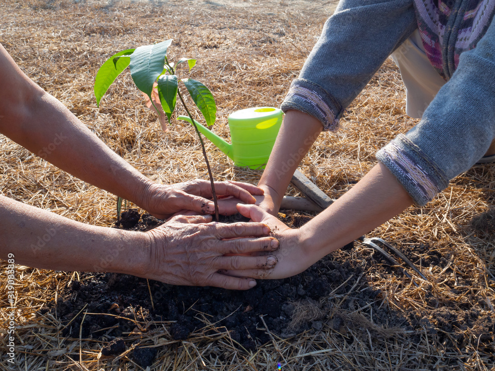 Hand of senior and young women are helping each other planting a tree ...