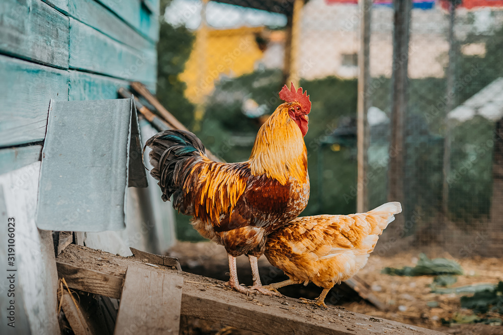 rooster with chicken walk around their farmhouse, poultry for laying ...