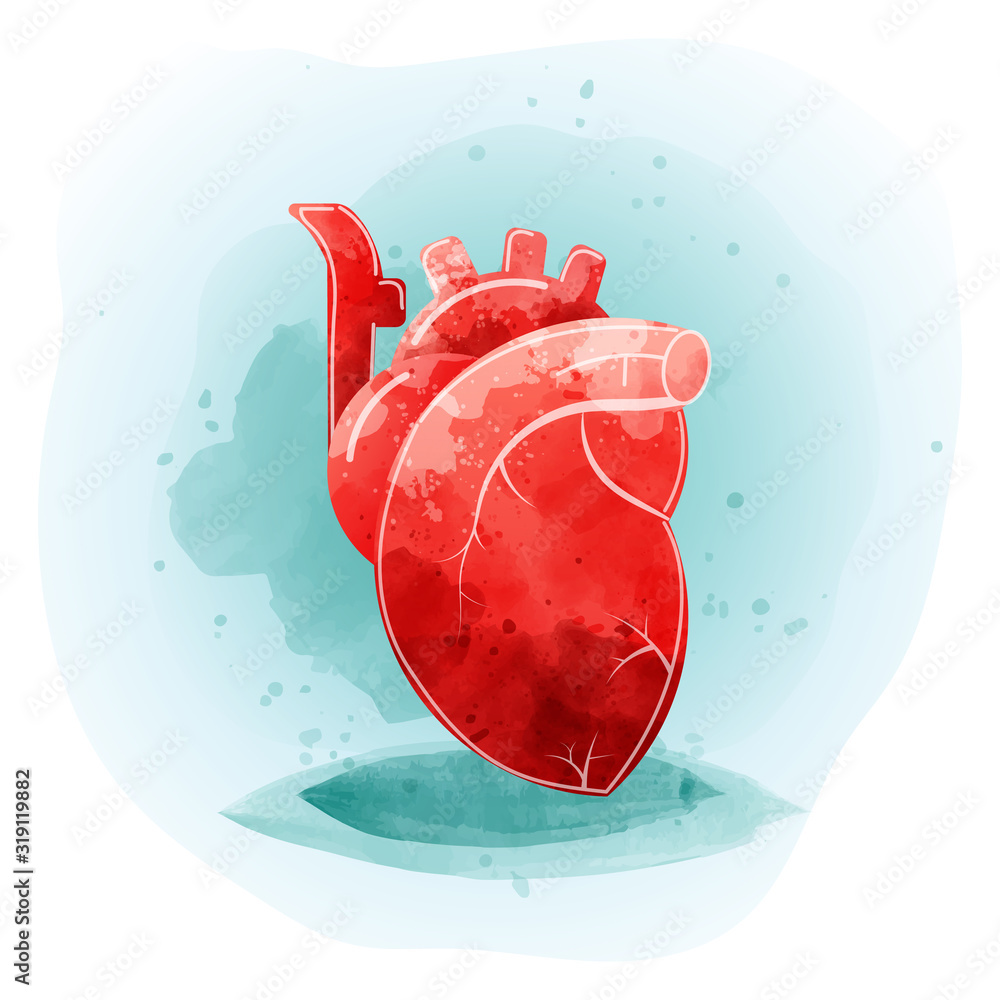 Human heart anatomy. Internal organ concept. Vector modern style ...
