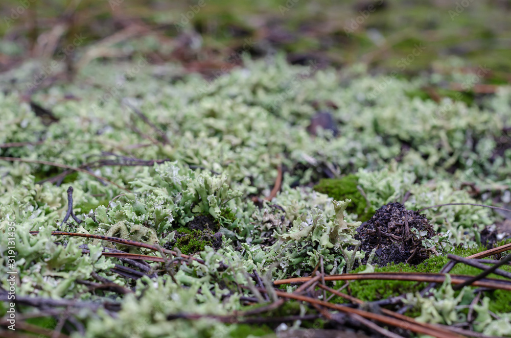 Evernia plum, or oak moss (Evernia prunastri). A closeup of a gray ...