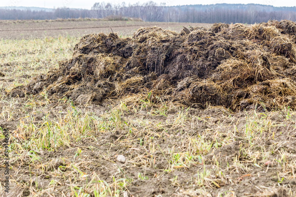 Early spring. Manure mixed with straw is prepared to fertilize the ...