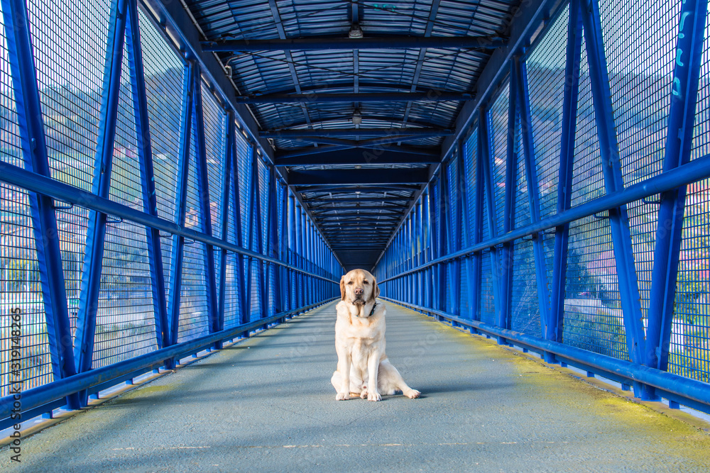 Retrato de un perro y simetría Stock Photo | Adobe Stock