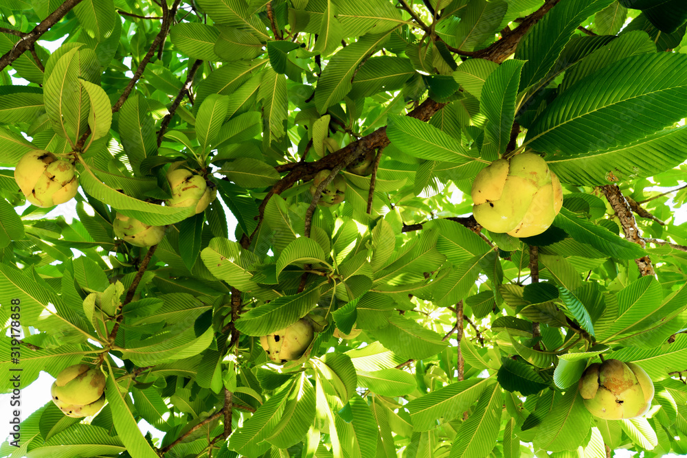 Elephant apple fruit on tree with leaves background. Dillenia Indica ...