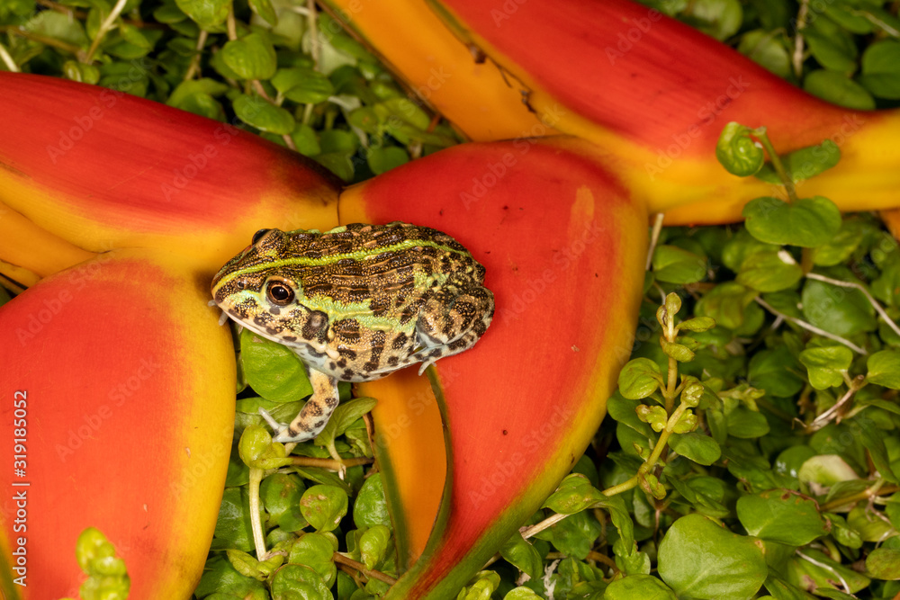 Normal coloration of a small pacman frog Stock Photo | Adobe Stock