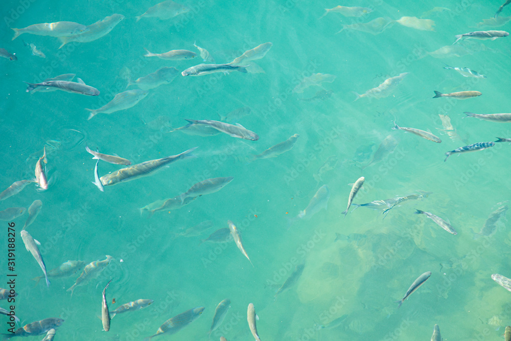 Shoal of fish in seawater, many sea fishes top view, free in the sea ...