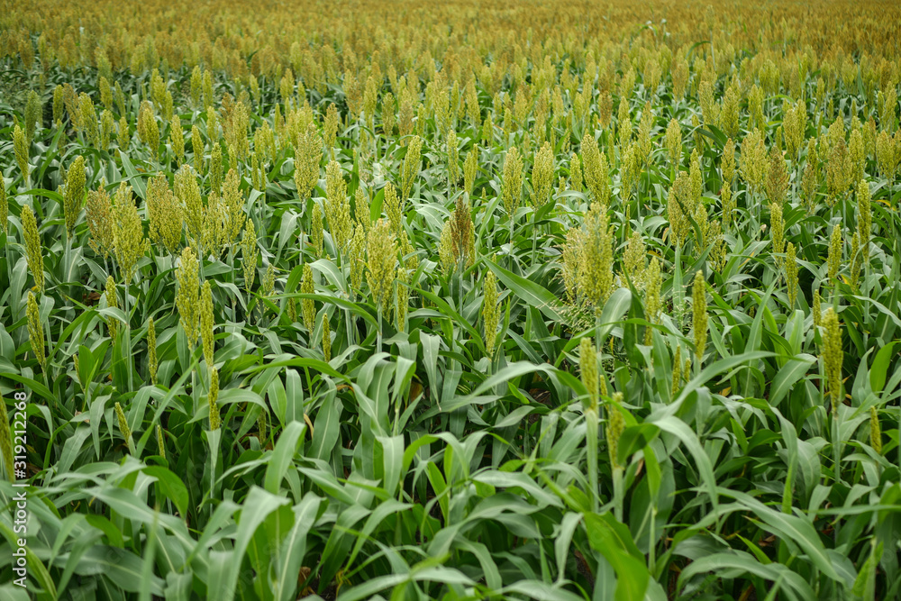 Millet plantations in the field. Millet field. Sorghum field. Stock ...