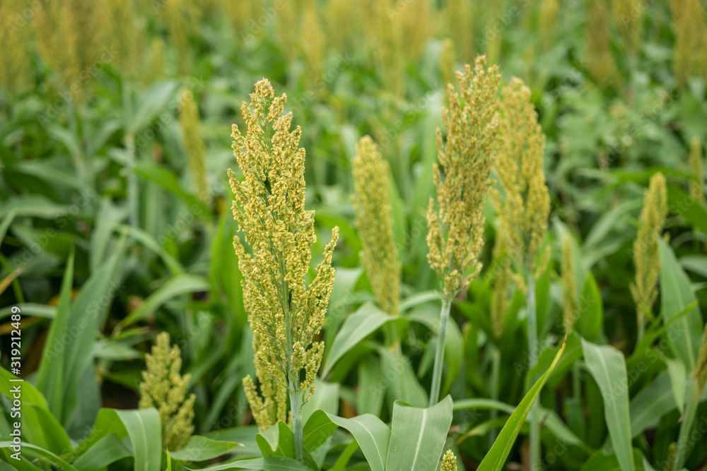 Millet plantations in the field. Millet field. Sorghum field. Stock ...