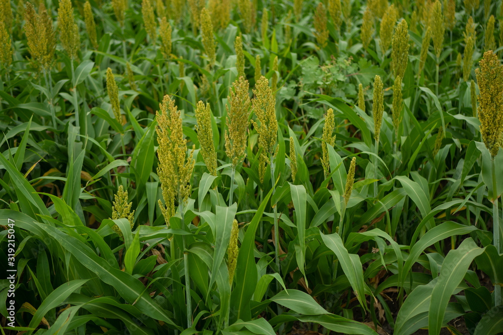 Millet plantations in the field. Millet field. Sorghum field. Stock ...