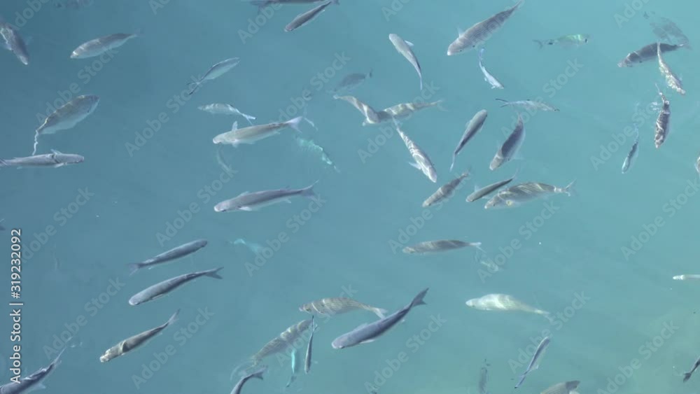 Shoal of fish in seawater, many sea fishes top view, free in the sea ...
