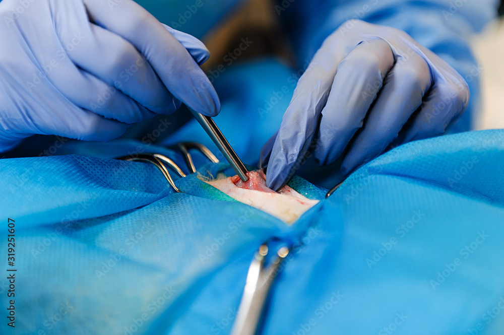 Surgery to remove a tumor in a cat. Surgical access to the abdominal ...