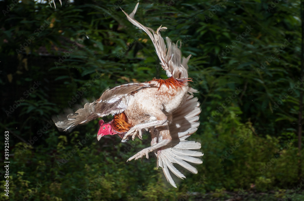 Two Rooster Fighting Stock Photo | Adobe Stock