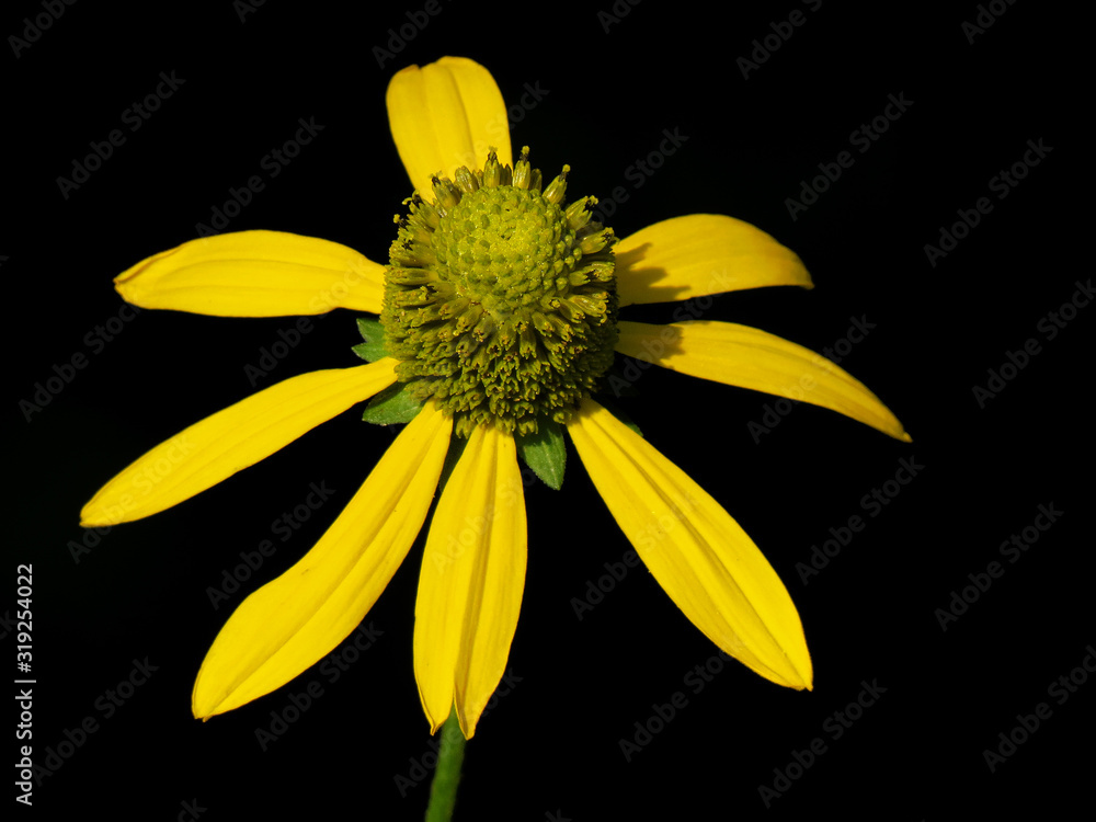 Rudbeckia laciniata or Cutleaf coneflower, flowering plant in aster ...