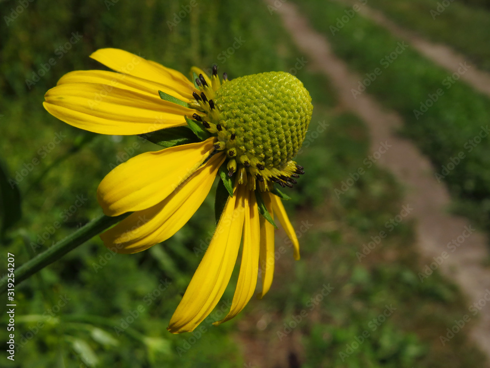 Rudbeckia laciniata or Cutleaf coneflower, flowering plant in aster ...
