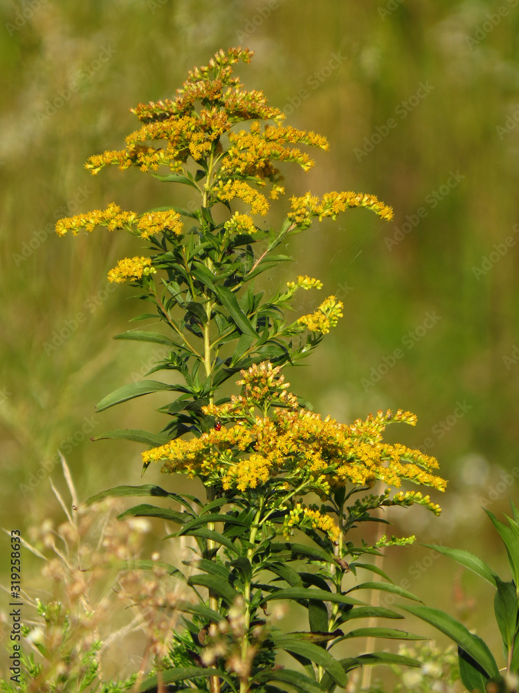 Foto de Tall goldenrod or giant goldenrod (Solidago gigantea), North ...