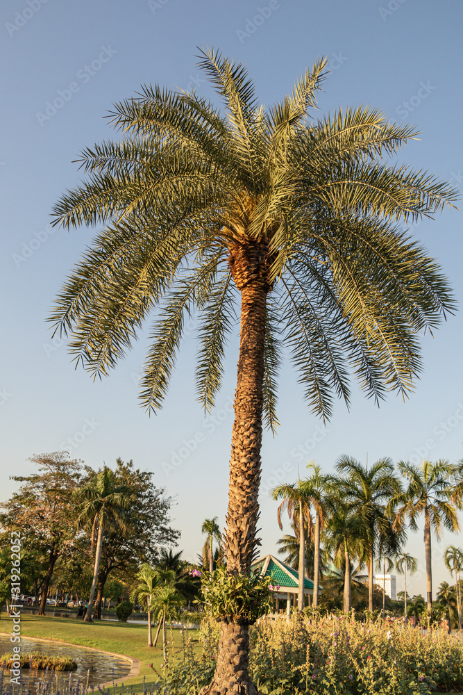 Silver date palm tree in a garden.Common names including the Indian ...