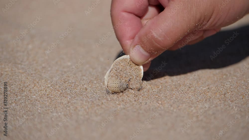 An ant-lion insect buries itself in the sand on a seashell beach in the ...