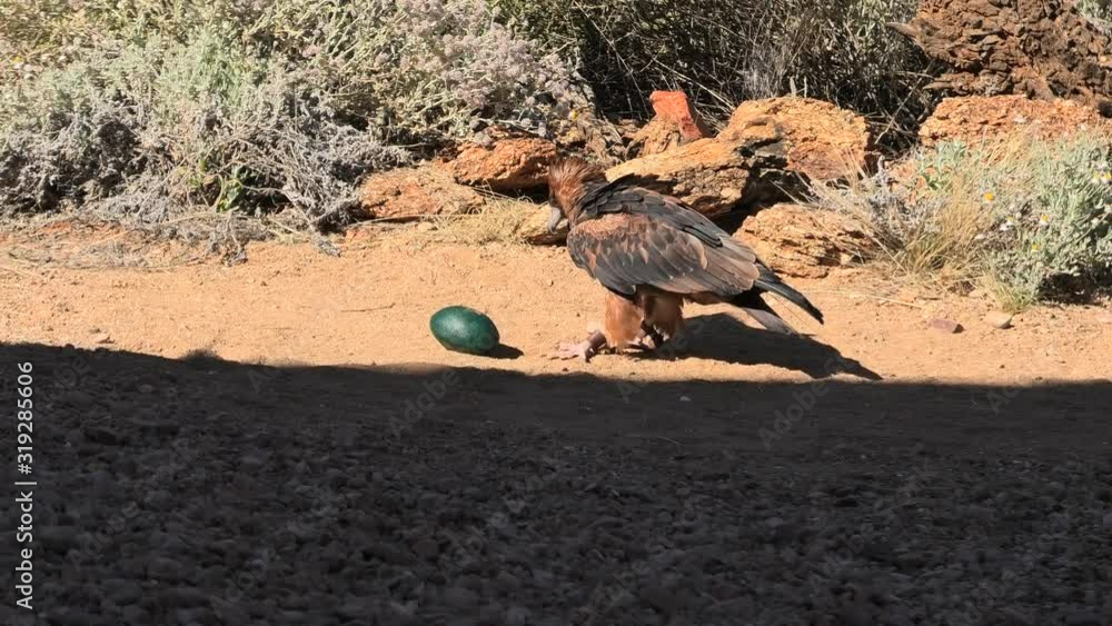 Black-breasted Buzzard bird of prey. Cracking an emu egg with a stone ...