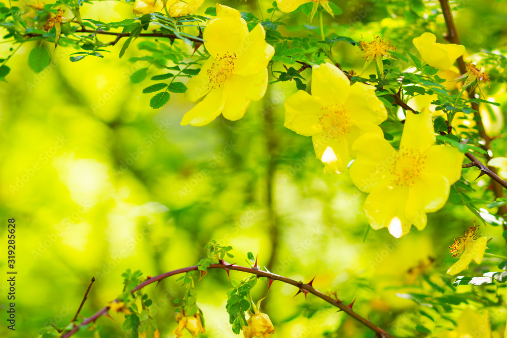 Wild Yellow Rose Bush