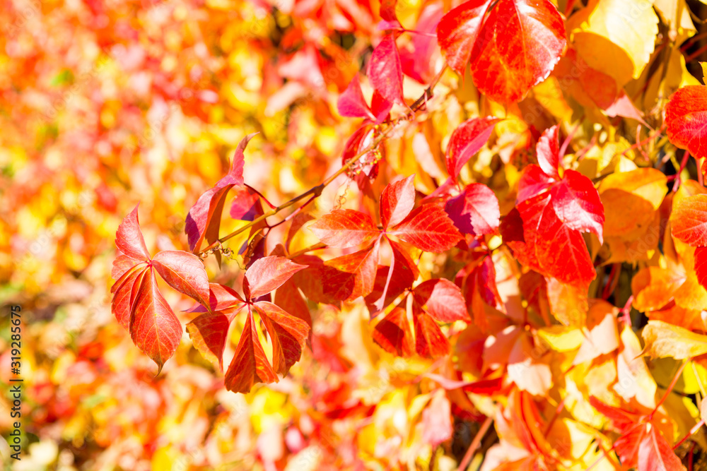 Parthenocissus quinquefolia, known as Virginia creeper, Victoria ...