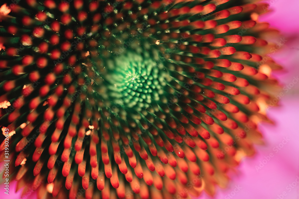Macro photo of a Gerbera ambigua flower center. This flower is a part ...