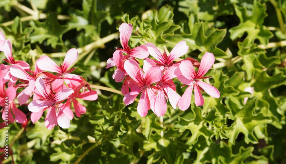 Pelargonium peltatum | Ivy-leaved pelargonium or cascading geranium ...