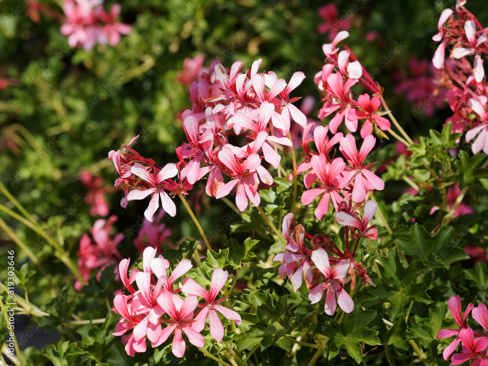 Ivy-leaved pelargonium or cascading geranium (Pelargonium peltatum ...