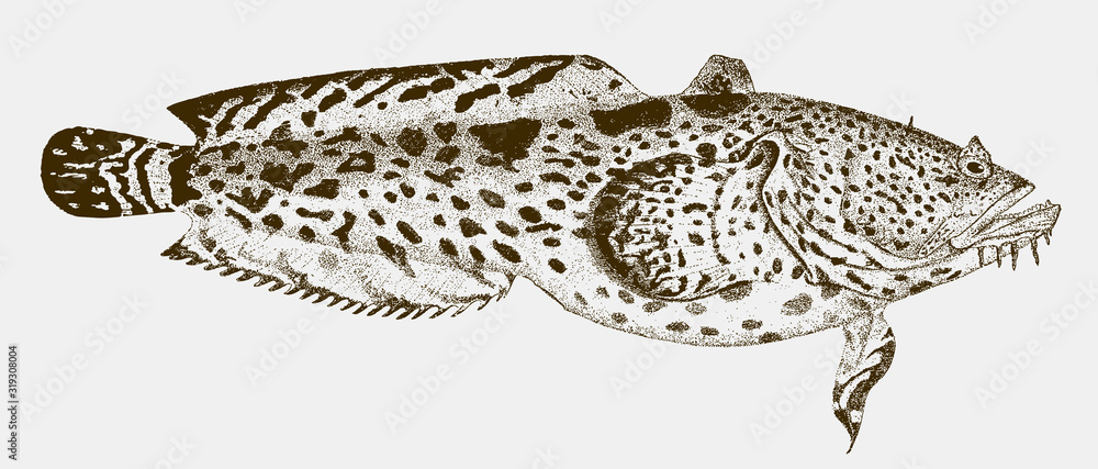 Leopard toadfish opsanus pardus, marine fish from the western central ...