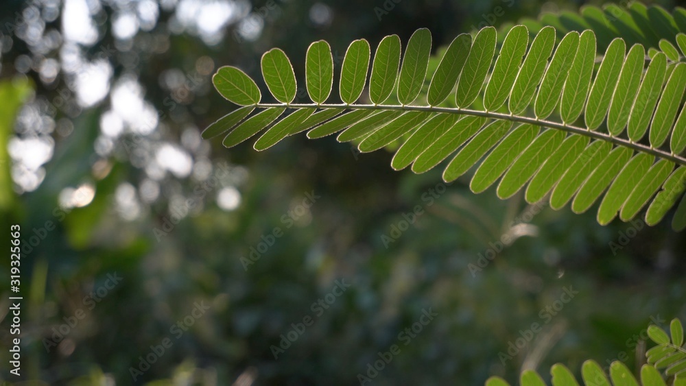 leaves background green. sesbania grandiflora with Evening sun in the ...