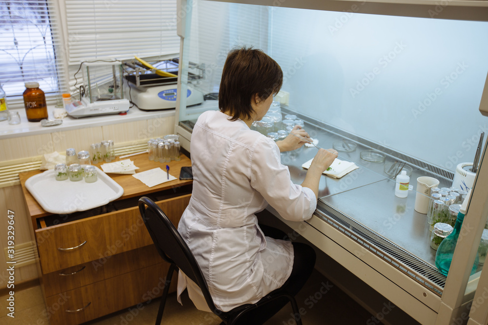 Scientist works in a laminar box. Preparation of micro plants for ...